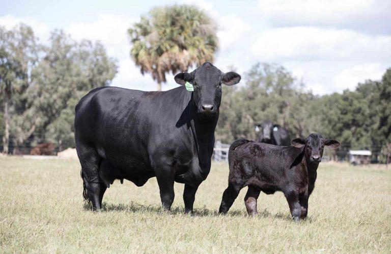 5 cattle struck by lightning, killed at Marion County ranch during ...
