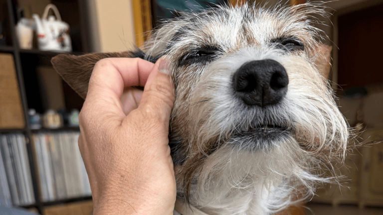 Studies reveal what your dogs brain feels when you pet them goodbye