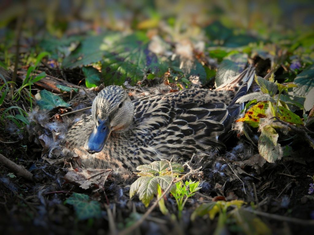 Why wild animals keep raising their babies near human homes
