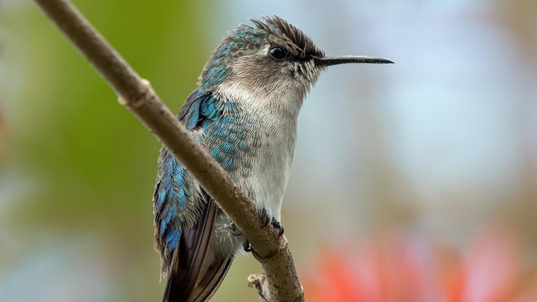 A hummingbird in the Andes just set the vertebrate high-altitude flying ...