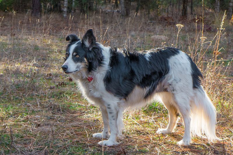 14 active dog breeds known for destructive behavior when under-stimulated