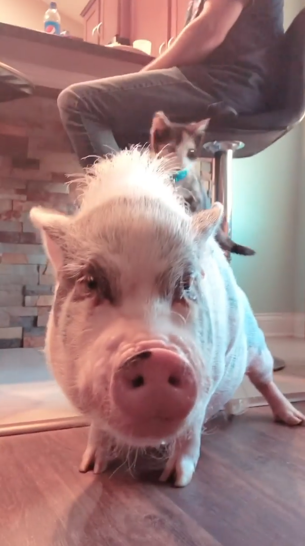 Cute pig moments that will completely brighten your day