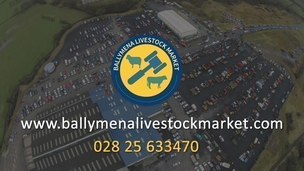 Beef cows selling to £2674 for Charolais at Ballymena Mart