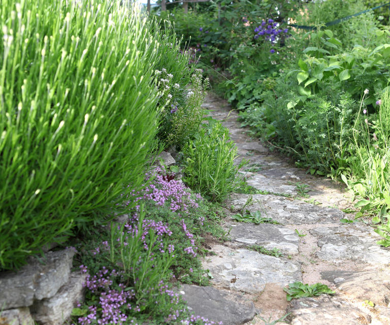 Stop weeding paving cracks! Make a herbal path with 5 set-and-forget ...