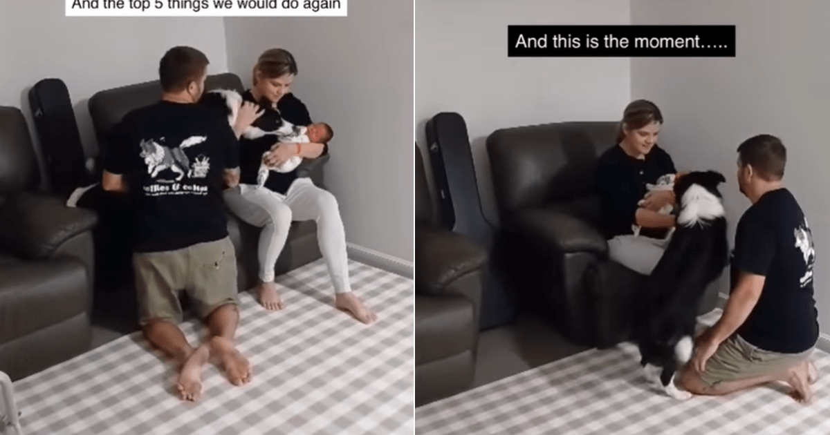 Dog Feels Safe Enough & Ready To Meet Newborn Baby After Parents ...