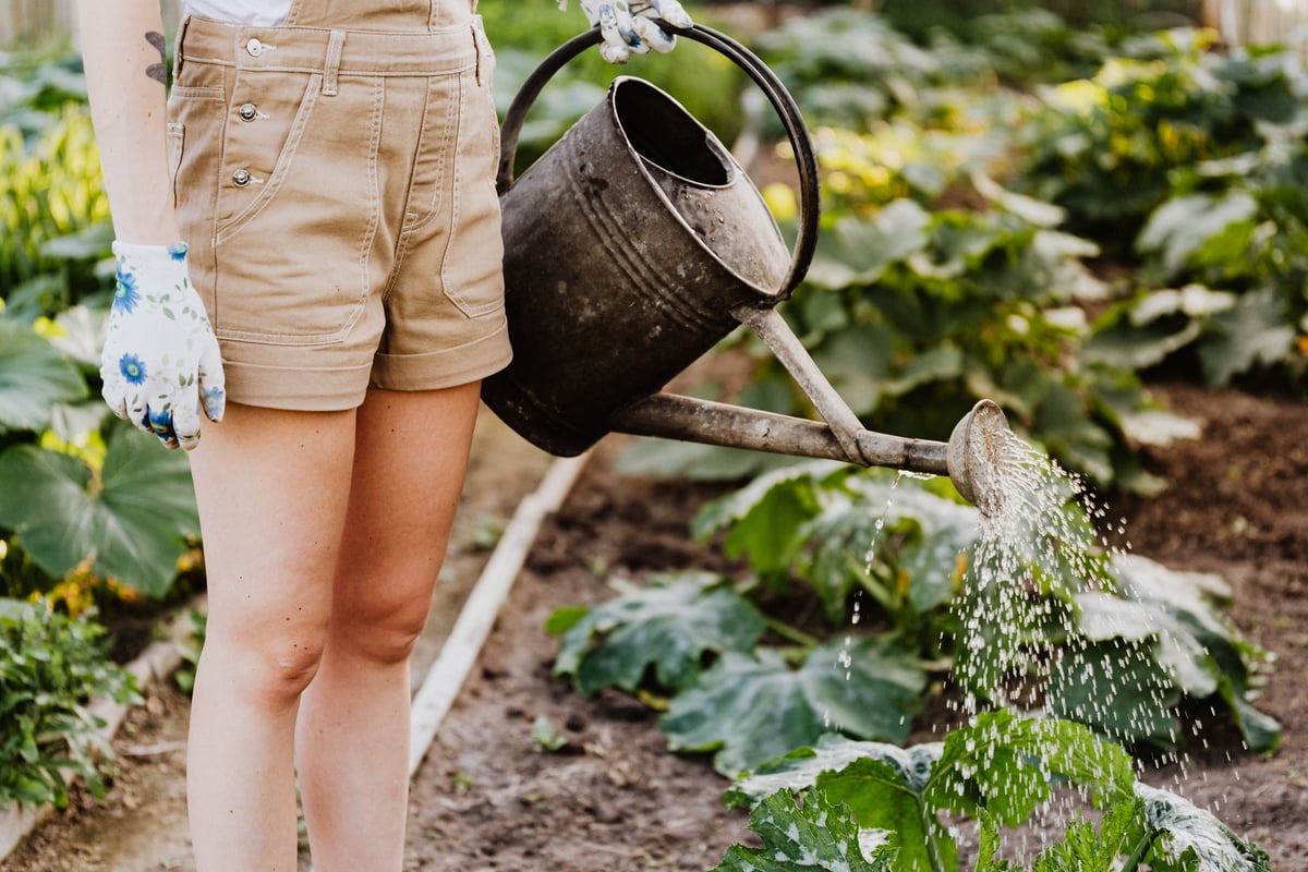 Tips for watering plants during a heatwave