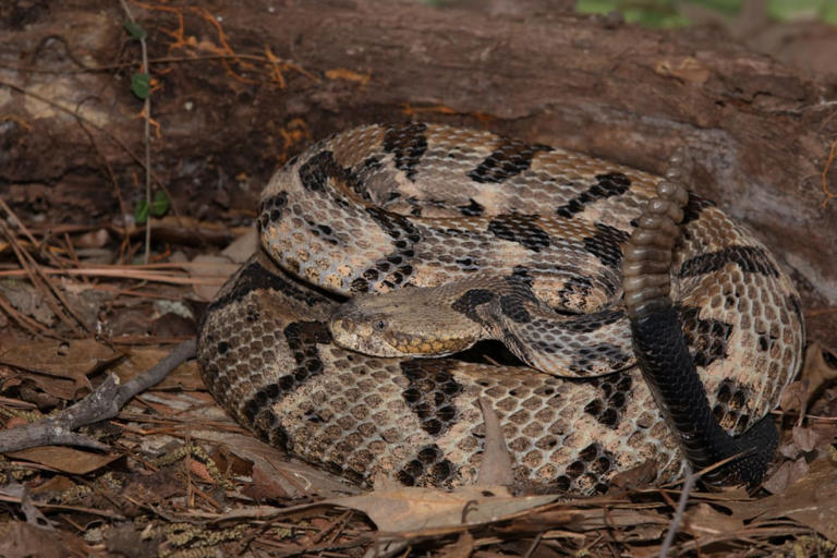 A fungus with a 40% kill rate is spreading through snake dens