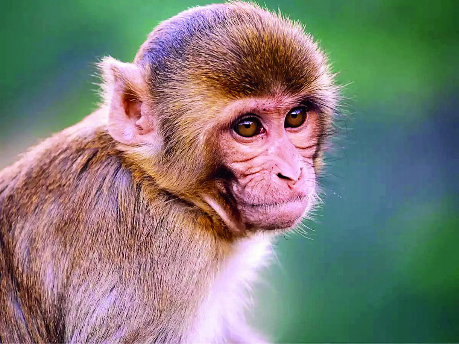 Farmer leaders urge for quick resolution to rising monkey menace