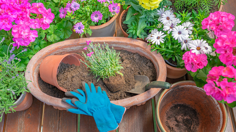How to grow and take care of snapdragon flowers