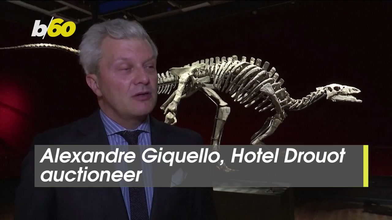 This incredible dinosaur skeleton is going up for auction! See how well ...