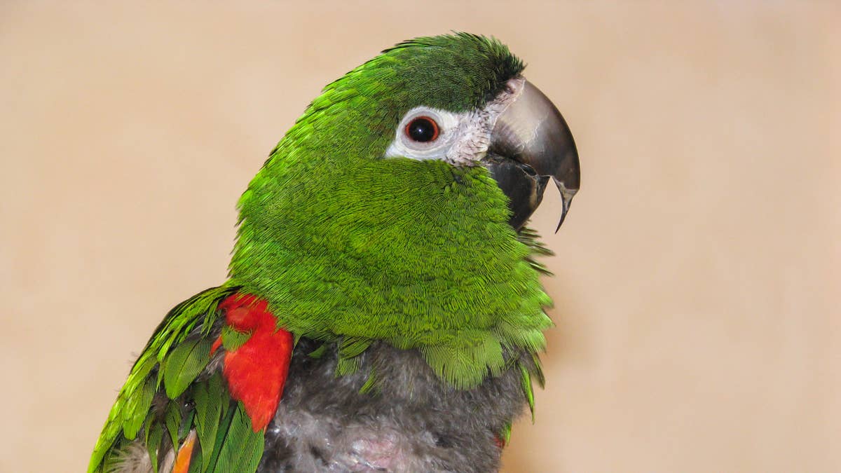 'Offended' macaw holds a grudge—until mom says 3 important words