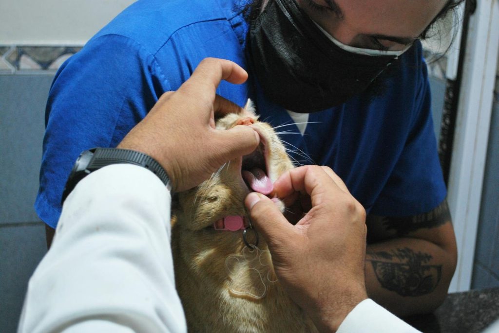 Why a wet stray cat refused to close his mouth
