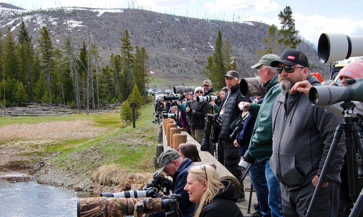 Yellowstone grizzly bears delight tourists with amorous behavior