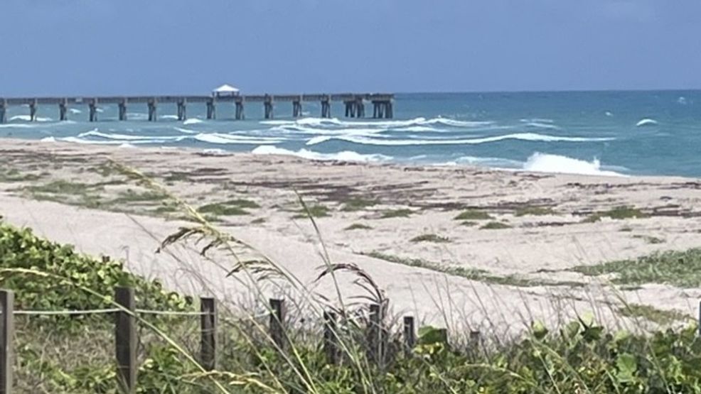 Sargassum seaweed blankets South Florida beaches