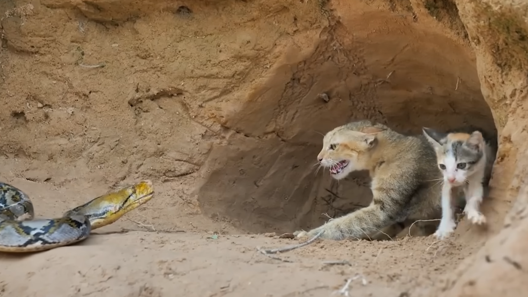 Watch this brave cat defend its kitten from a killer snake