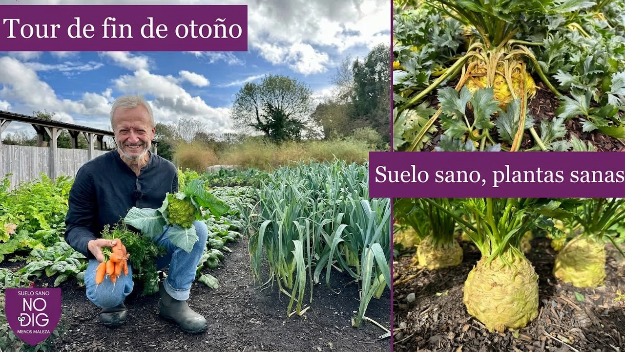 Zanahoria, espinaca, coliflor y apio nabo: abonos verdes y camas ...
