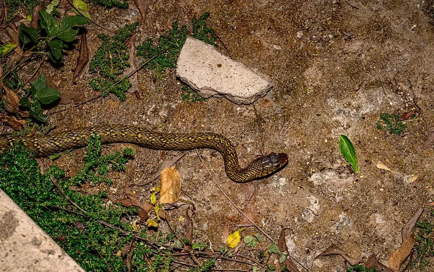 Experts stress distance over quick ID in snake encounters