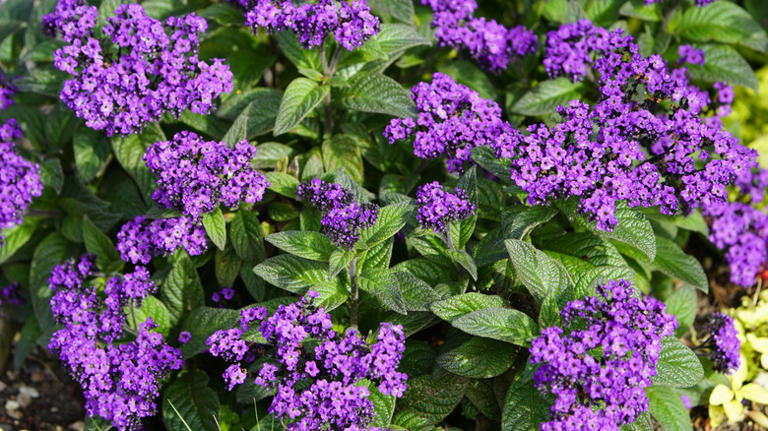 This easy-to-grow flower attracts hummingbirds & smells like fresh ...