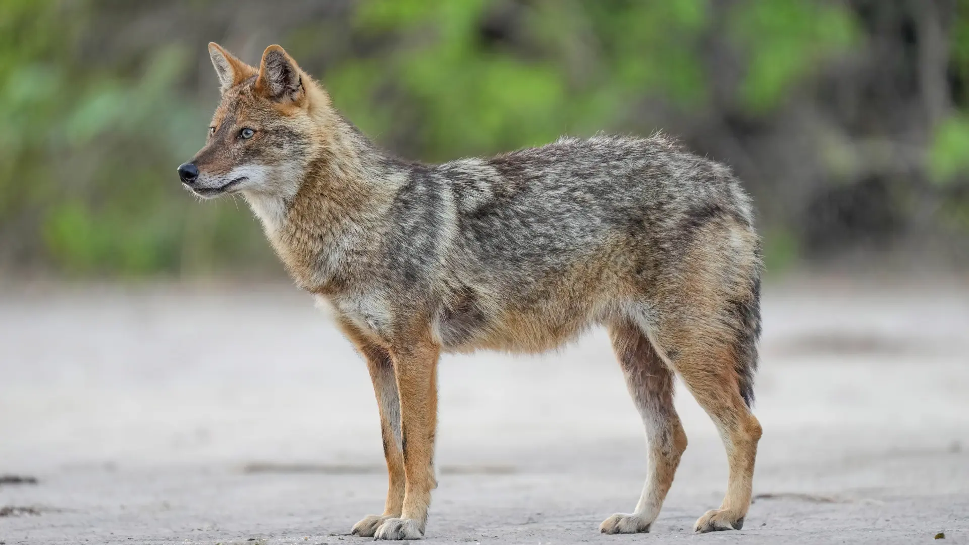 El chacal dorado gana terreno al lobo en Europa: por qué España es ...