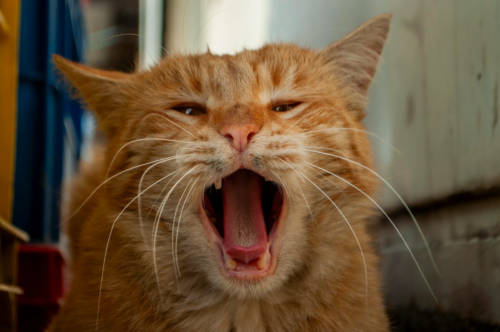 How do you calm a furious rescue cat?