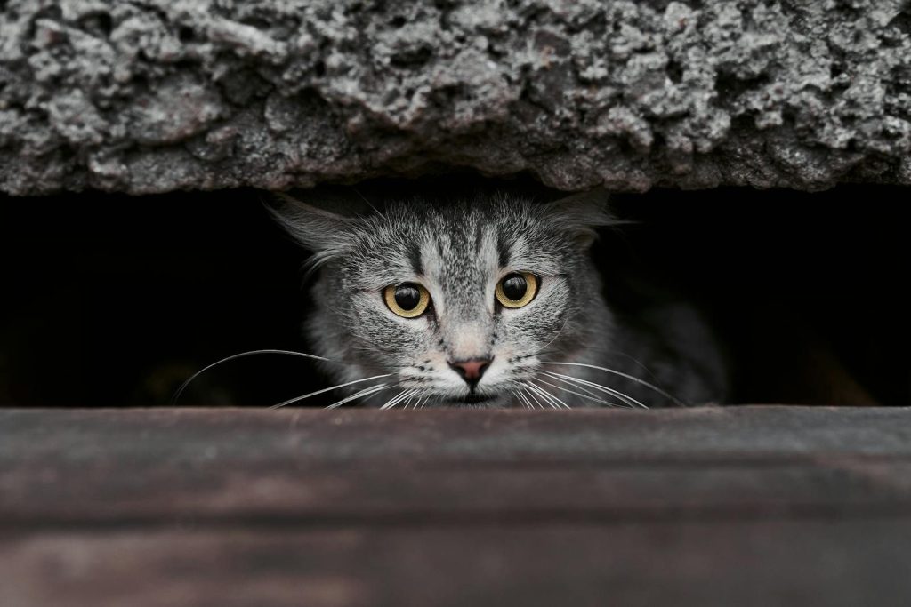 How do you calm a furious rescue cat?