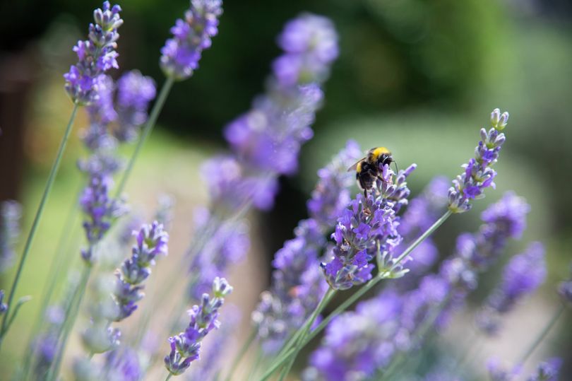 Lavender can burst with colour every year if you follow Monty Don's ...