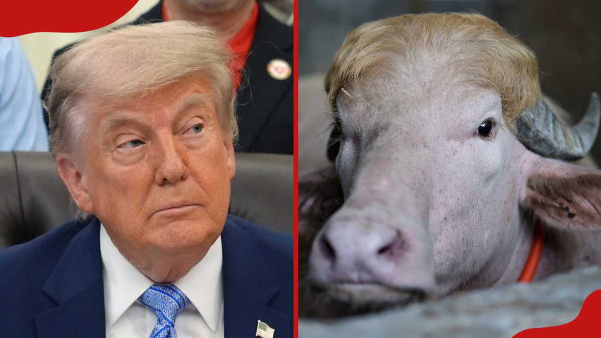 Donald Trump: Buffalo resembling US president becomes social media ...
