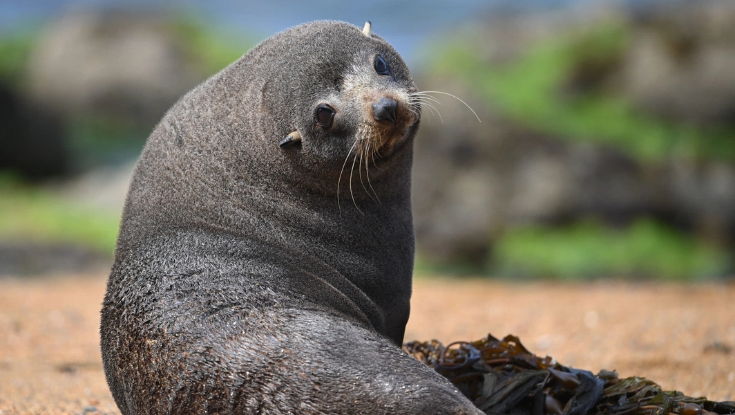 Seal or shark bite halts New Zealand surf finals