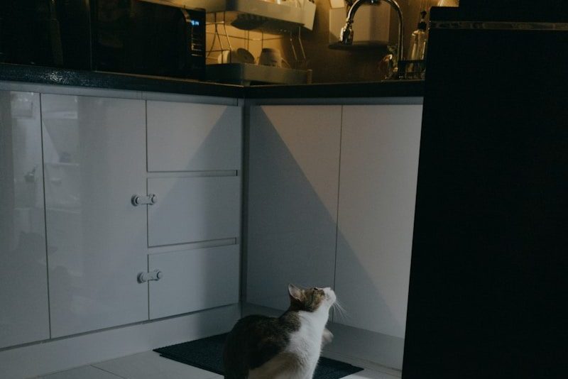 How a wobbly cat invented a clever new trick