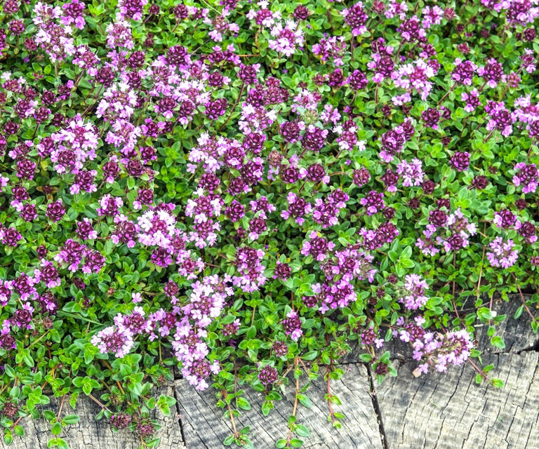 Stop weeding paving cracks! Make a herbal path with 5 set-and-forget ...