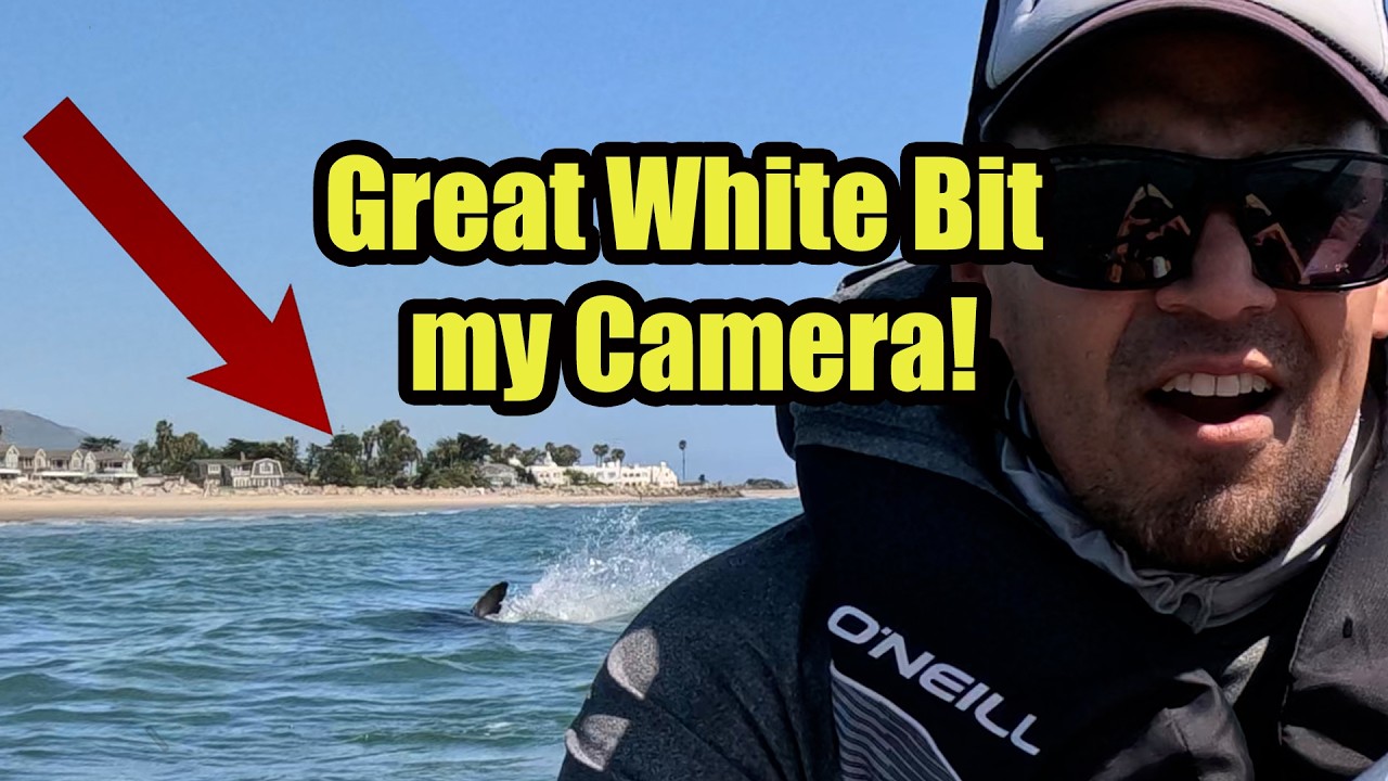 Filmmaker gets too close for comfort as great white shark bites his ...