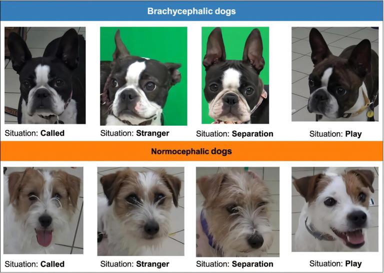 Reading brachycephalic dogs' facial expressions requires extra ...