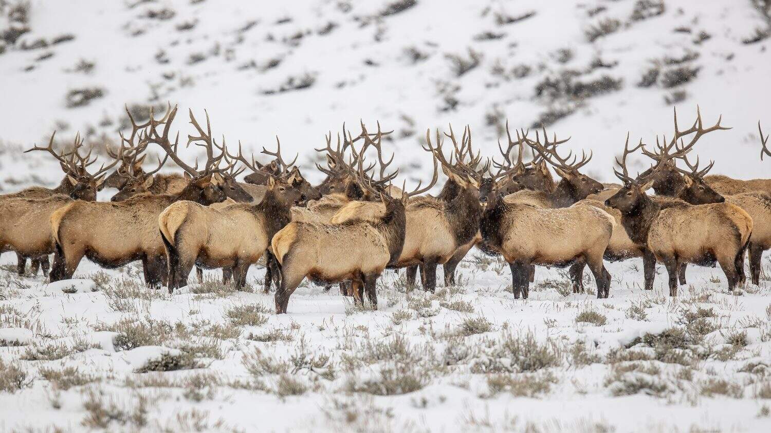 15 states where massive elk herds still roam free