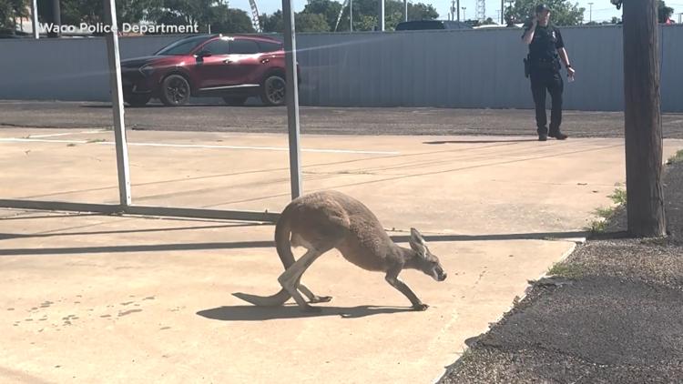 Loose kangaroo captured after hopping through Waco car dealership