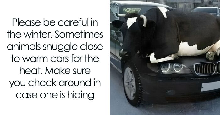 44 funny situations with animals that were perfect to make memes out of