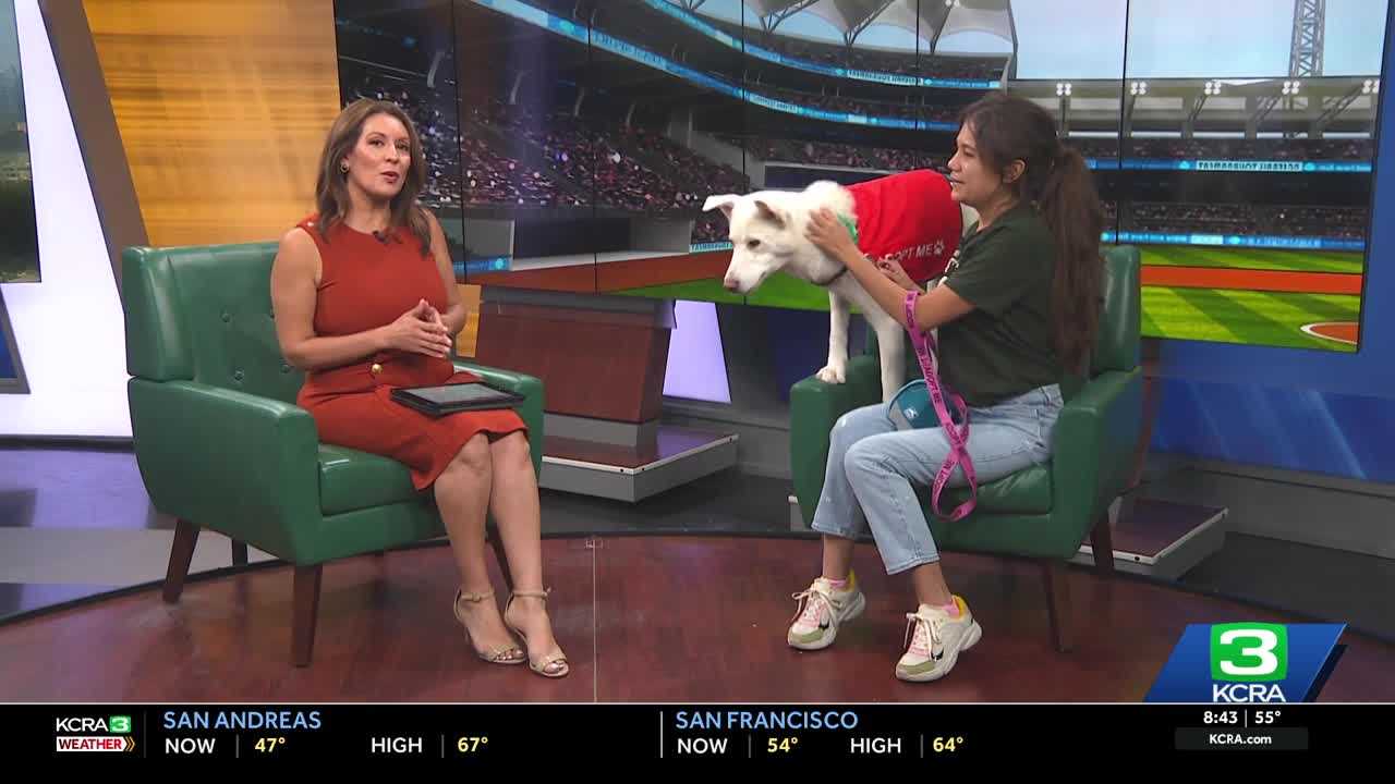 Sacramento SPCA teams up with the A's for adoptions at Tuesday home games