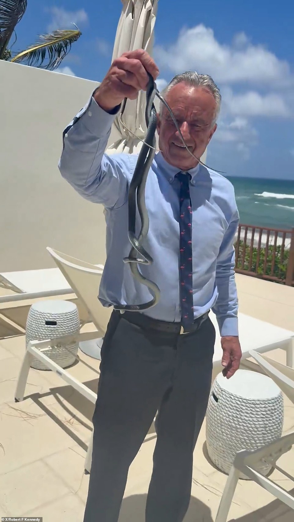 RFK Jr catches two snakes with his bare hands