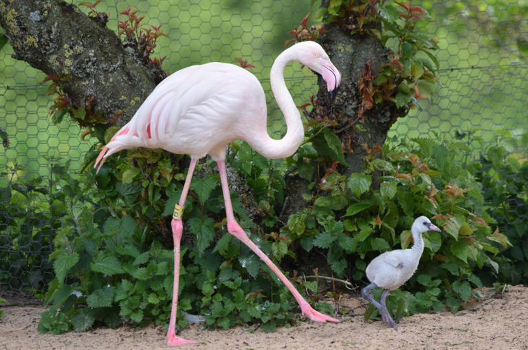 Adorable flamingo chicks hatch at nature reserve