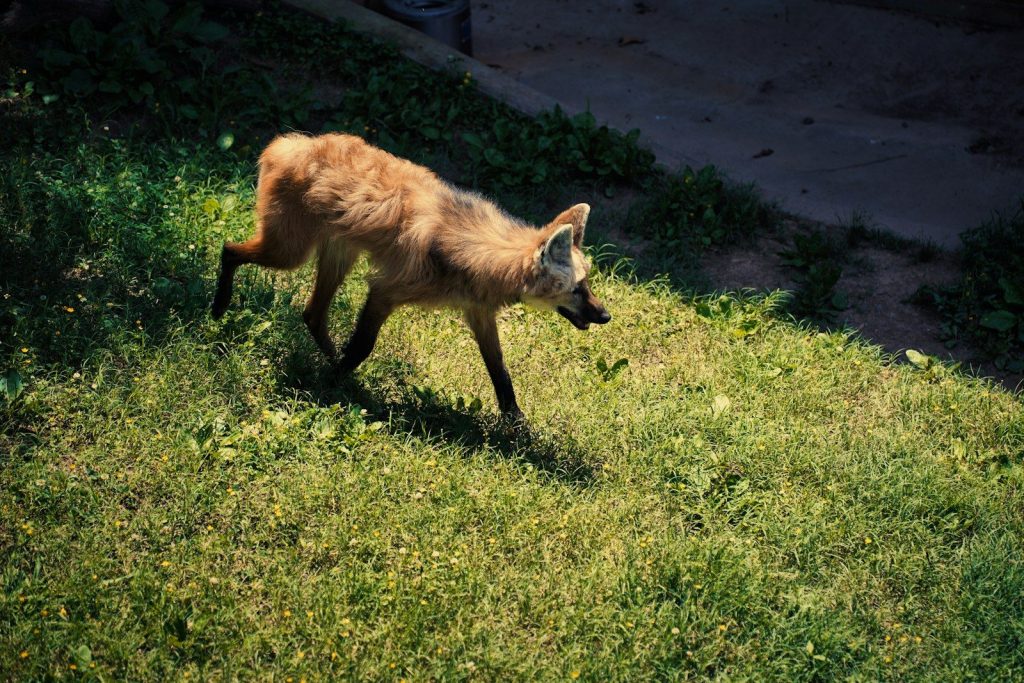 The wolf that looks like a fox but hunts like a killer