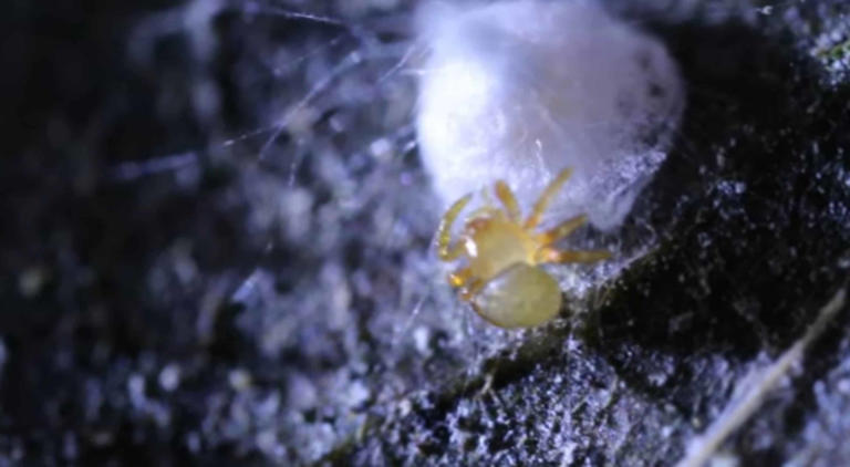 A spider builds tiny Stonehenge structures and no one knows why