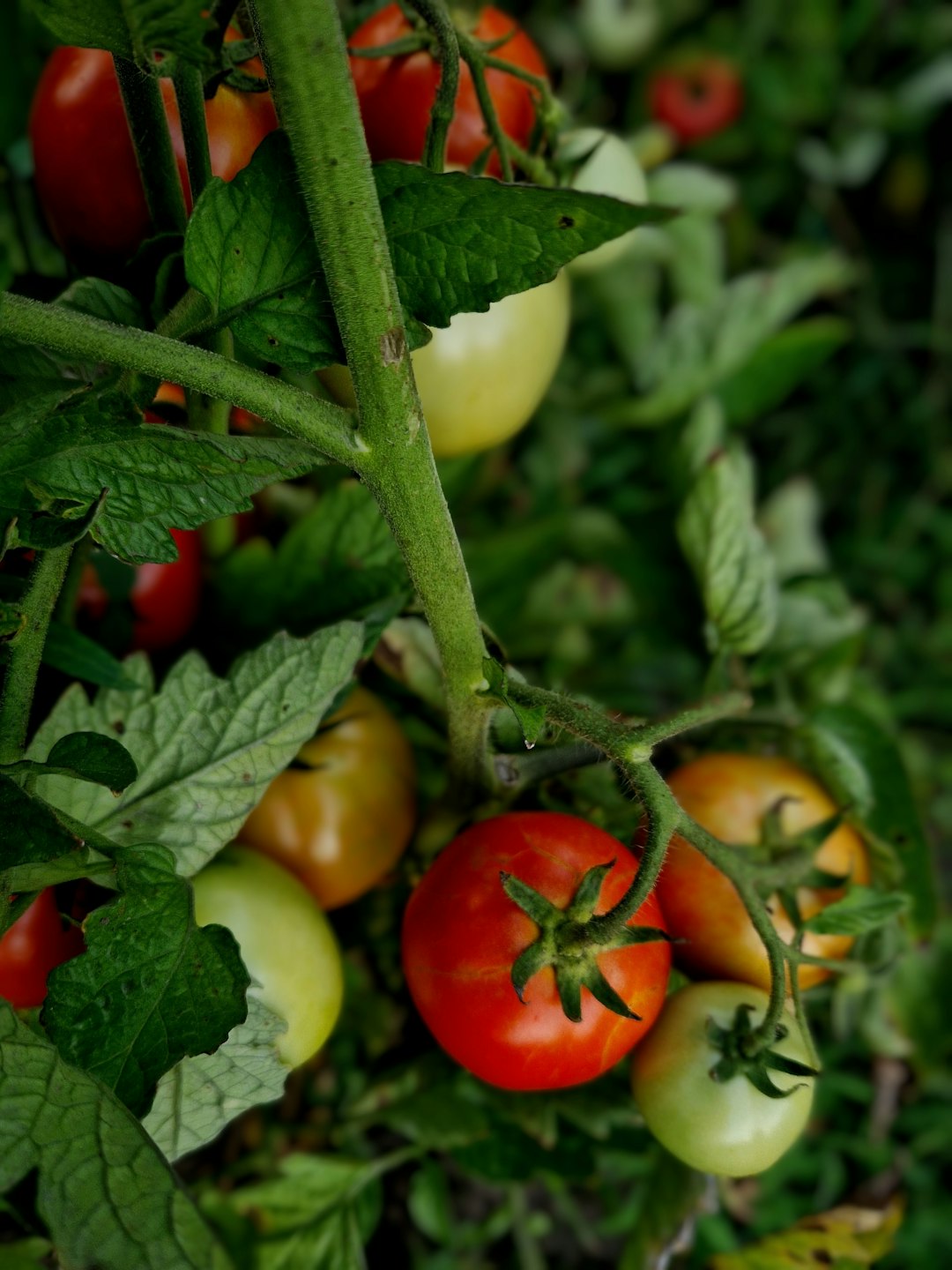 Here's a companion planting chart for maximum vegetable growth