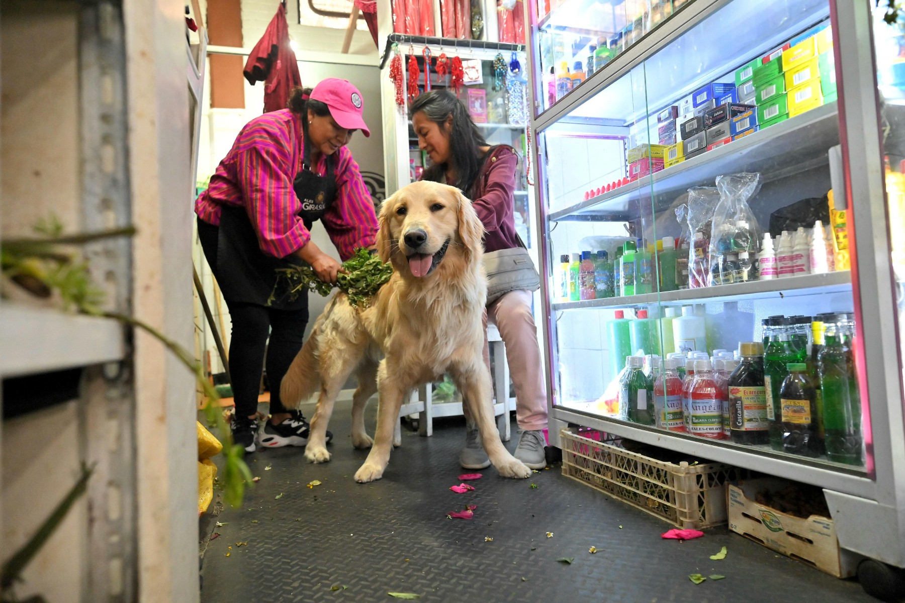 Curanderas limpian las malas energías de las mascotas en un mercado de ...