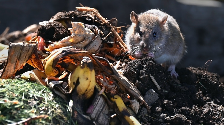 What to do if you find rats in your compost bin