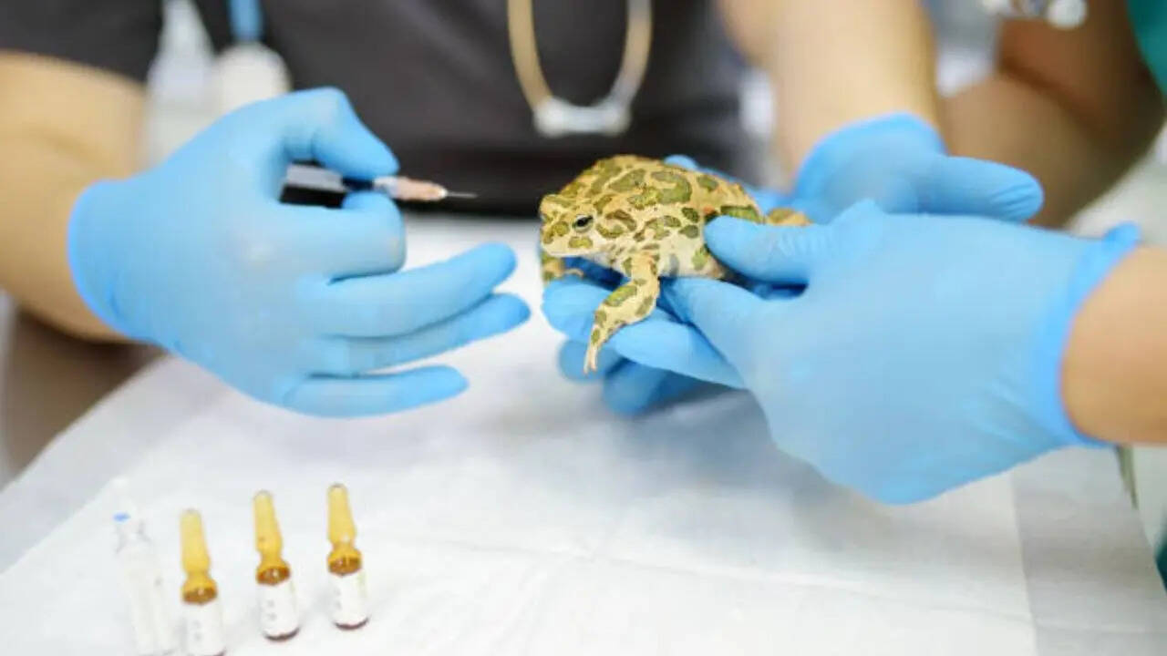 ‘Toad vaccine’ ritual turns fatal: Why this wellness trend can kill