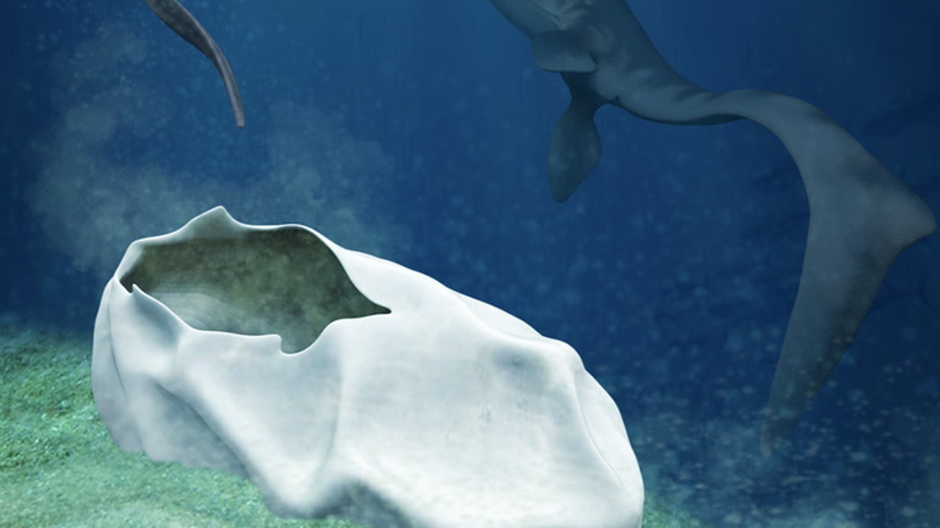 Humongous fossil egg from over 48 million years ago in Antarctica