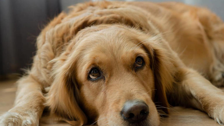Golden retriever saved from slaughterhouse has the most grateful eyes