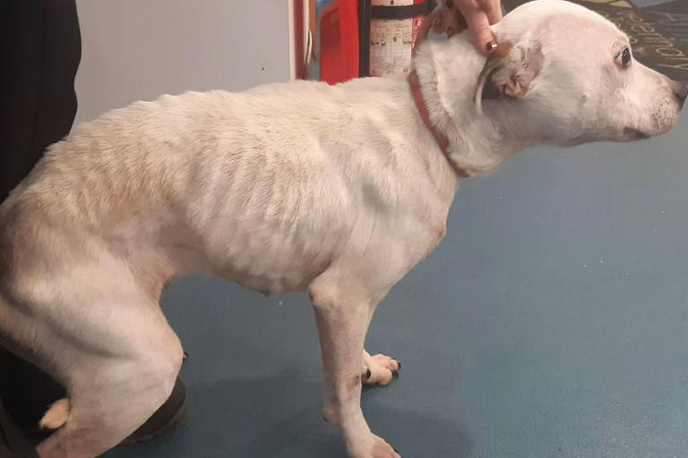 Starving dog 'not fed enough for weeks' as Ayrshire man handed five ...