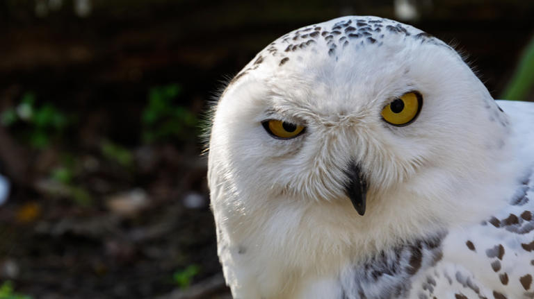 A pair of snowy owls have a yap-off, leaving the internet in awe