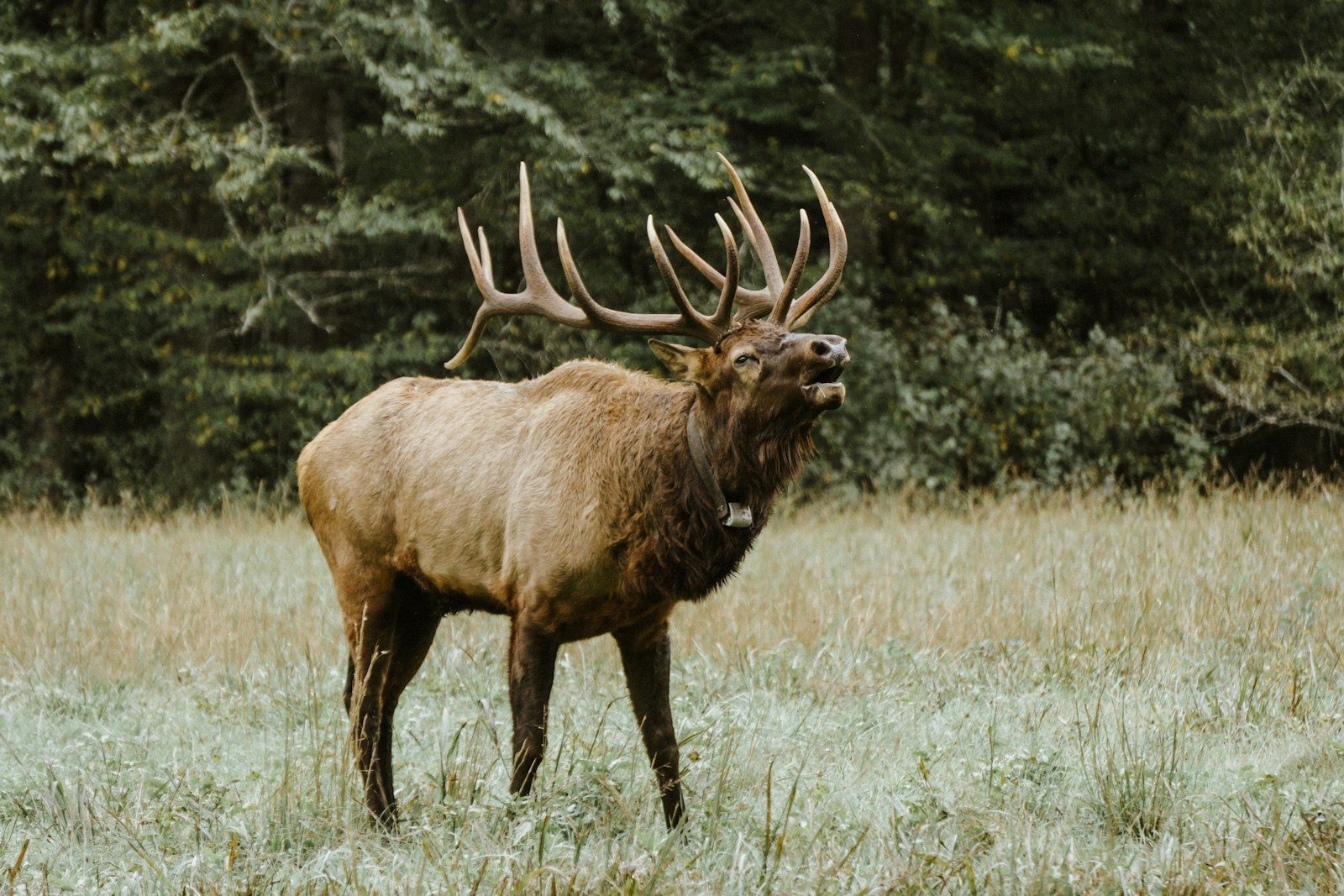 7 remarkable things you never knew about Canadian wild elk