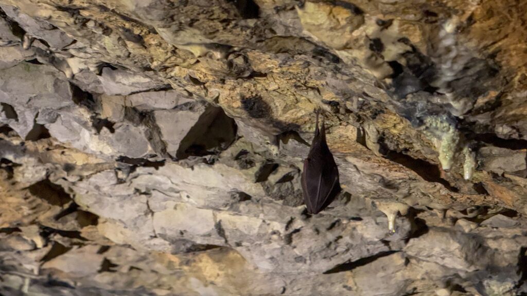 Wildlife in Uganda National Park filmed feeding on virus-carrying bats ...